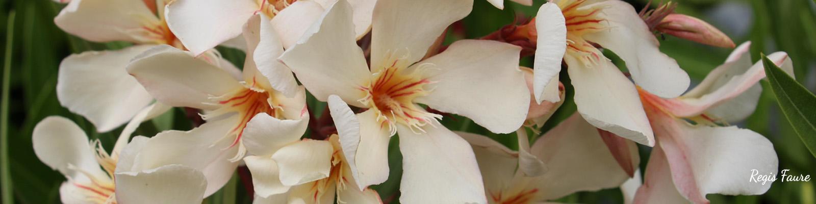 Regis Faure | Oleandershop